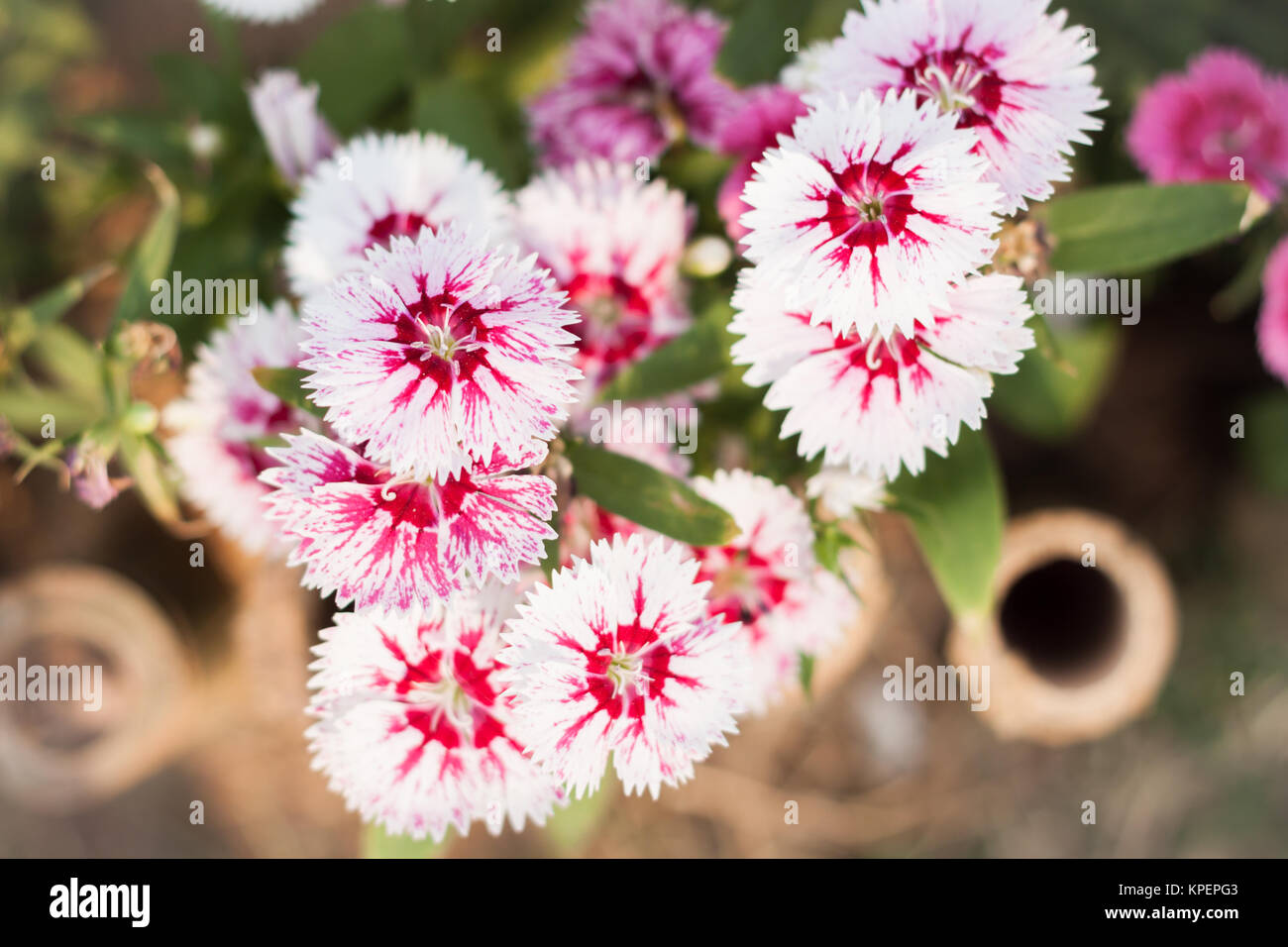 Beautiful white flower in garden Stock Photo - Alamy