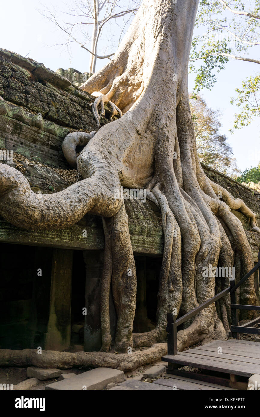 Thitpok tree hi-res stock photography and images - Alamy