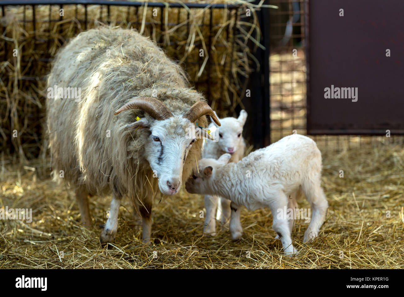 Wise sheep hi-res stock photography and images - Alamy