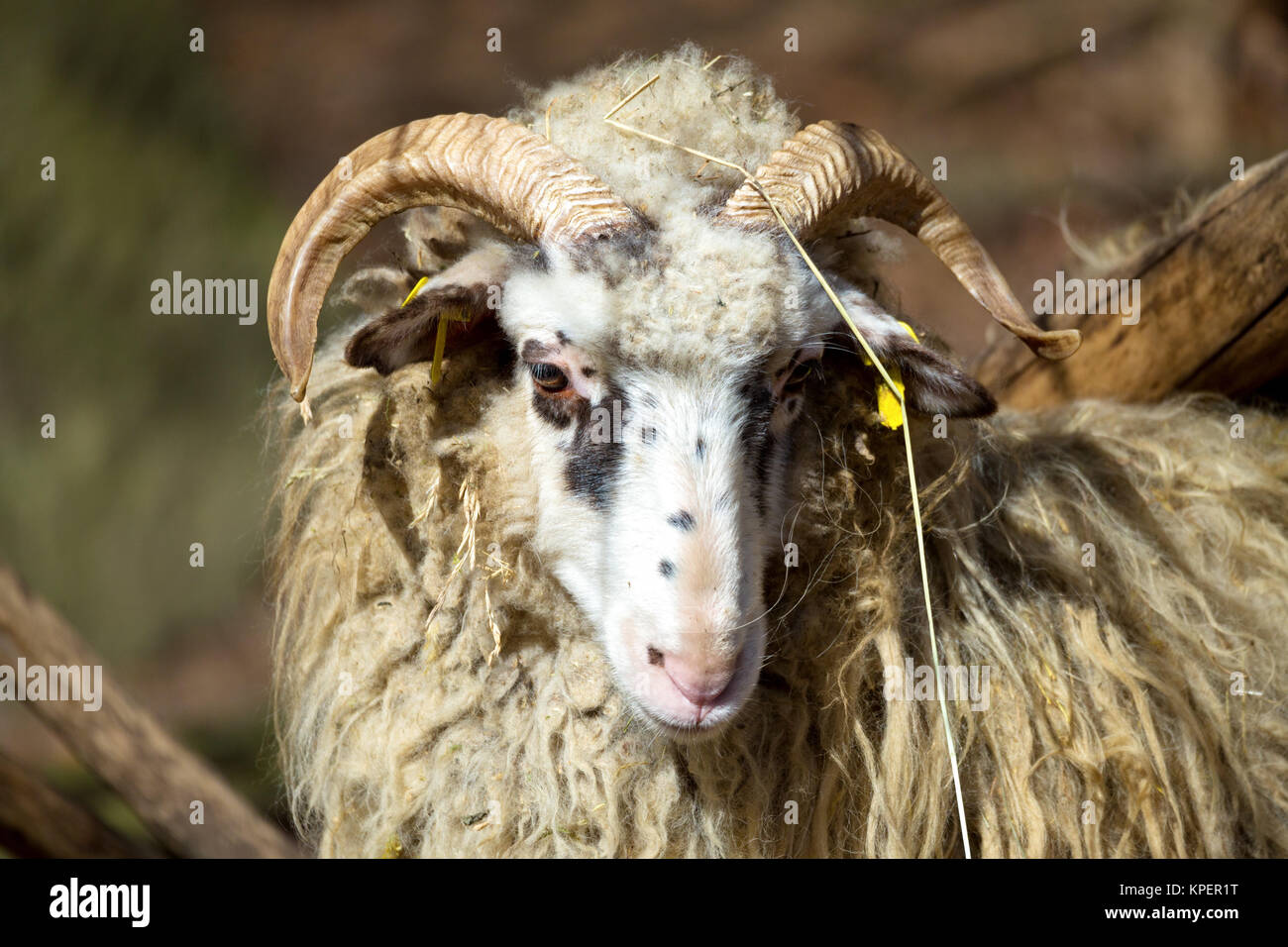 ram or rammer, male of sheep Stock Photo - Alamy