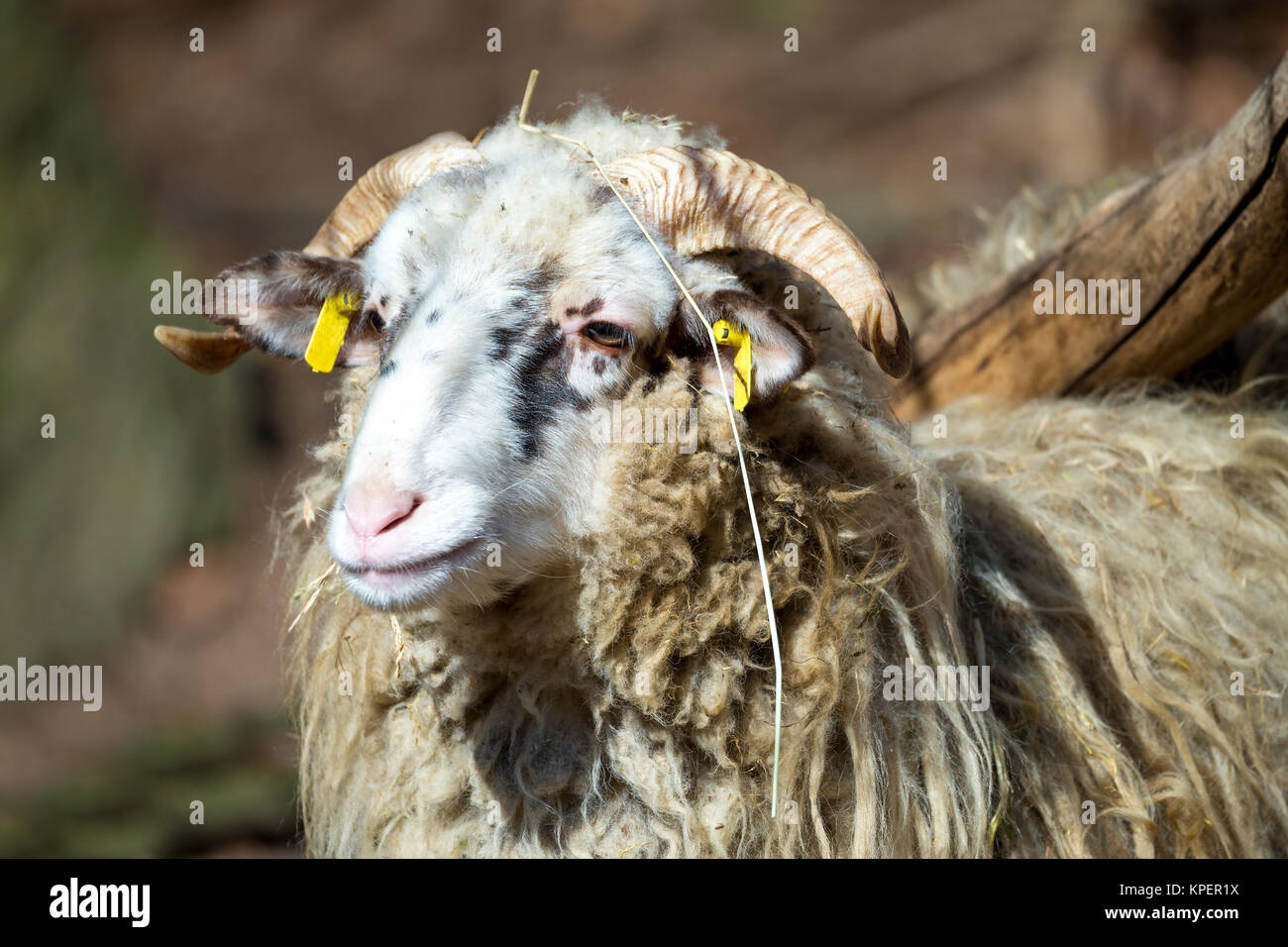 White ram sheep long horns hi-res stock photography and images - Alamy
