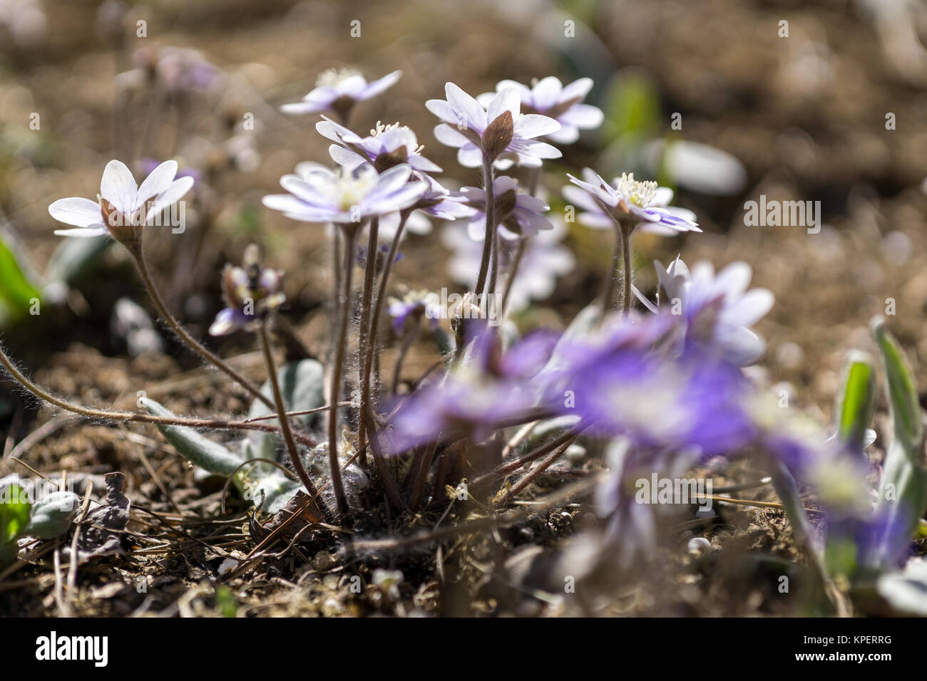 Hepatica asiatica hi-res stock photography and images - Alamy