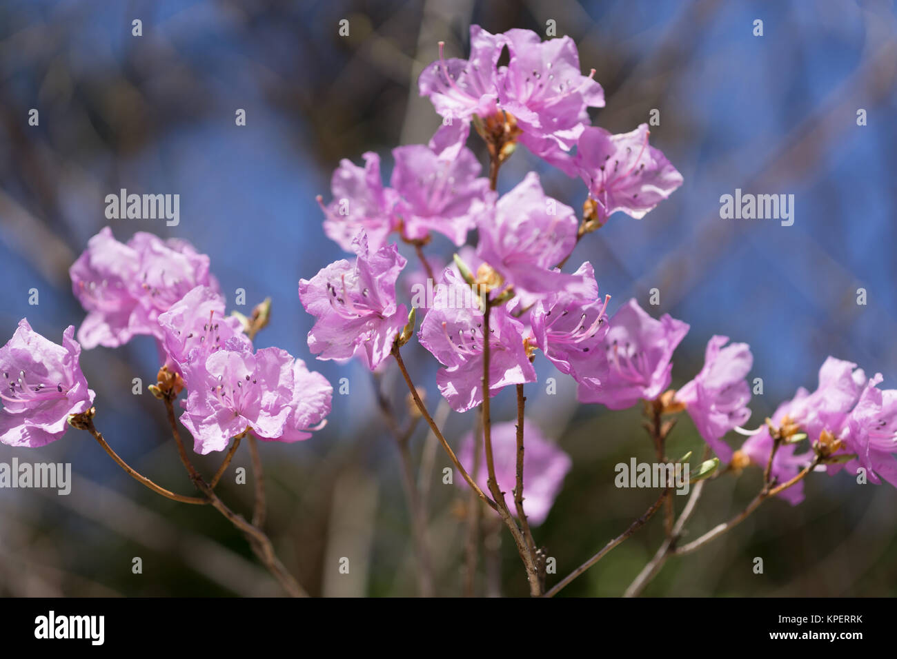 Rhododendron mucronulatum korea hi-res stock photography and images - Alamy