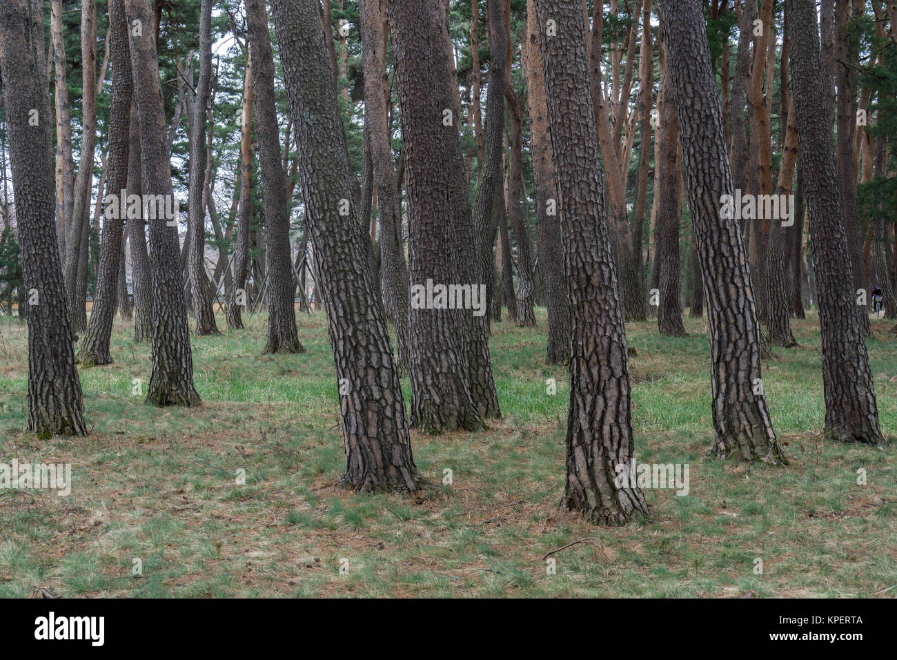 Pine tree forest Stock Photo - Alamy