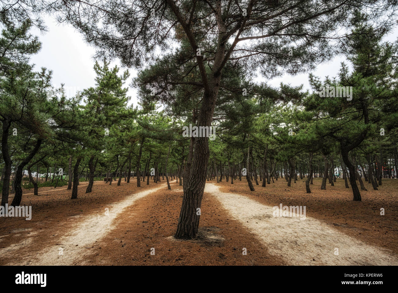 Pine tree forest Stock Photo - Alamy