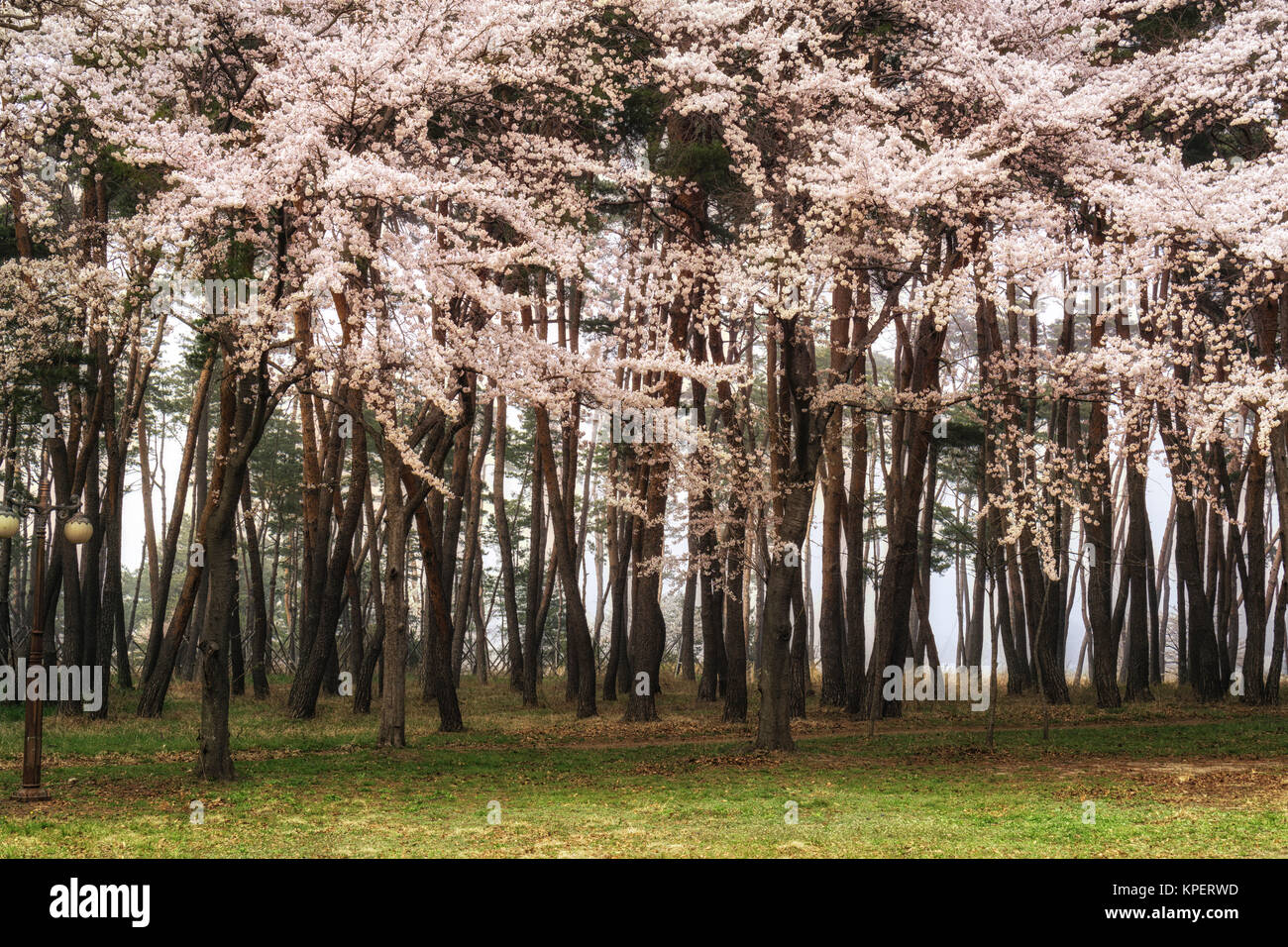 cherry blossoms in pine tree Stock Photo - Alamy