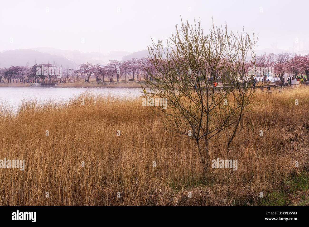 Cherry blossoms and reeds Stock Photo - Alamy