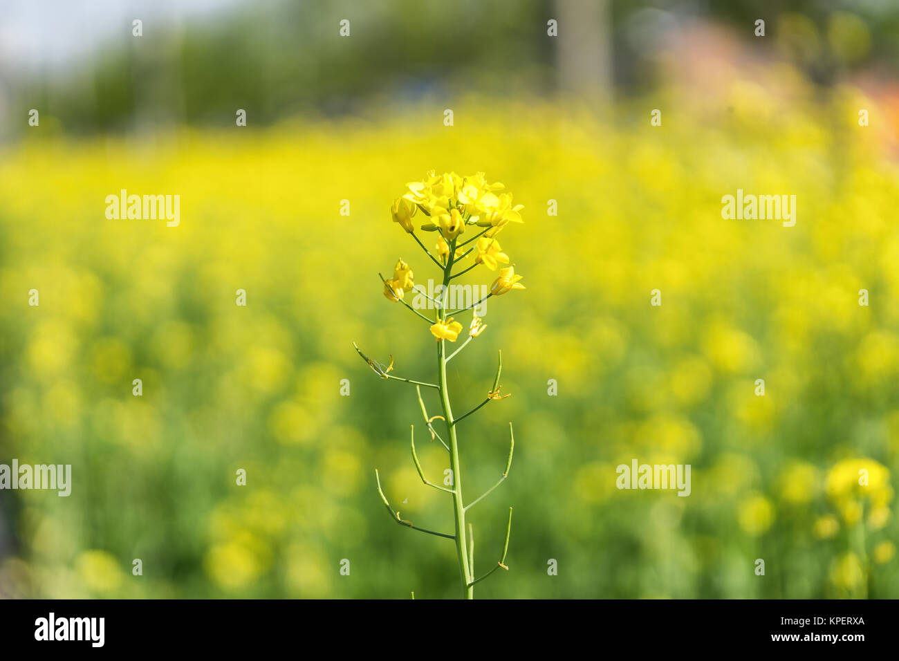 Canola flowers in a field Stock Photo - Alamy