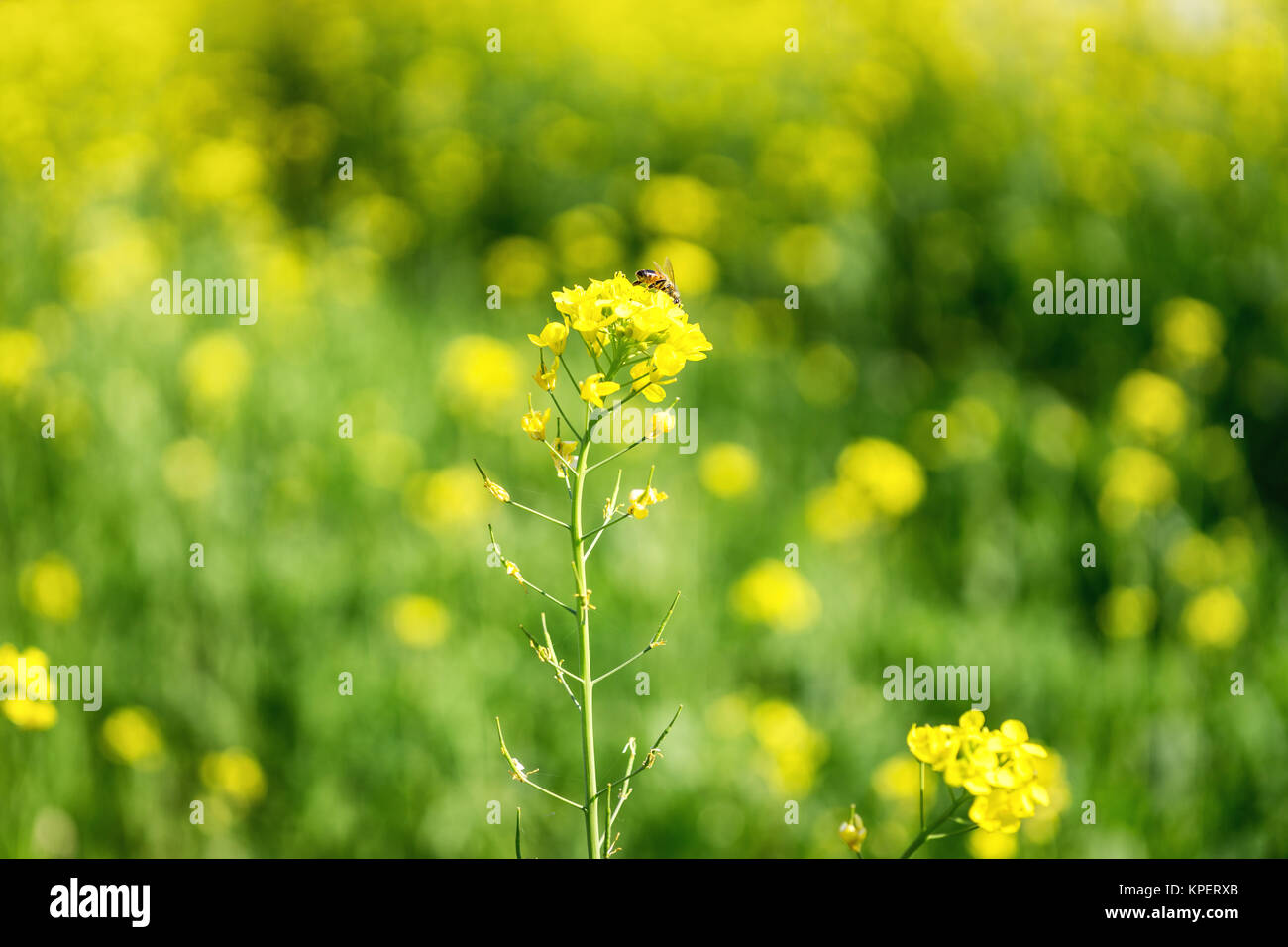 Backdrop With Canola High Resolution Stock Photography and Images - Alamy