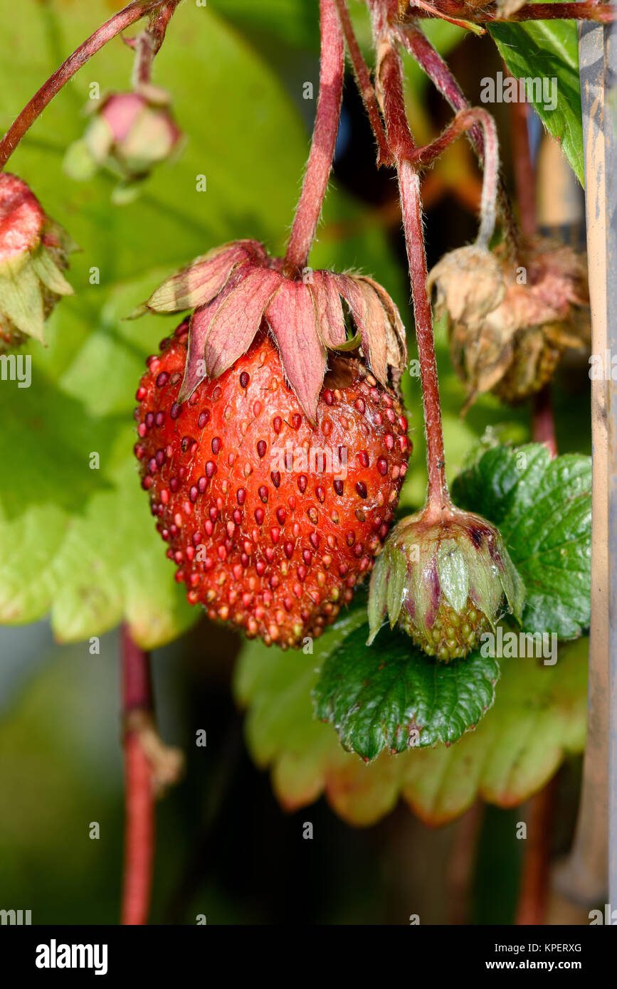 Natural growing Strawberry, close up Stock Photo - Alamy