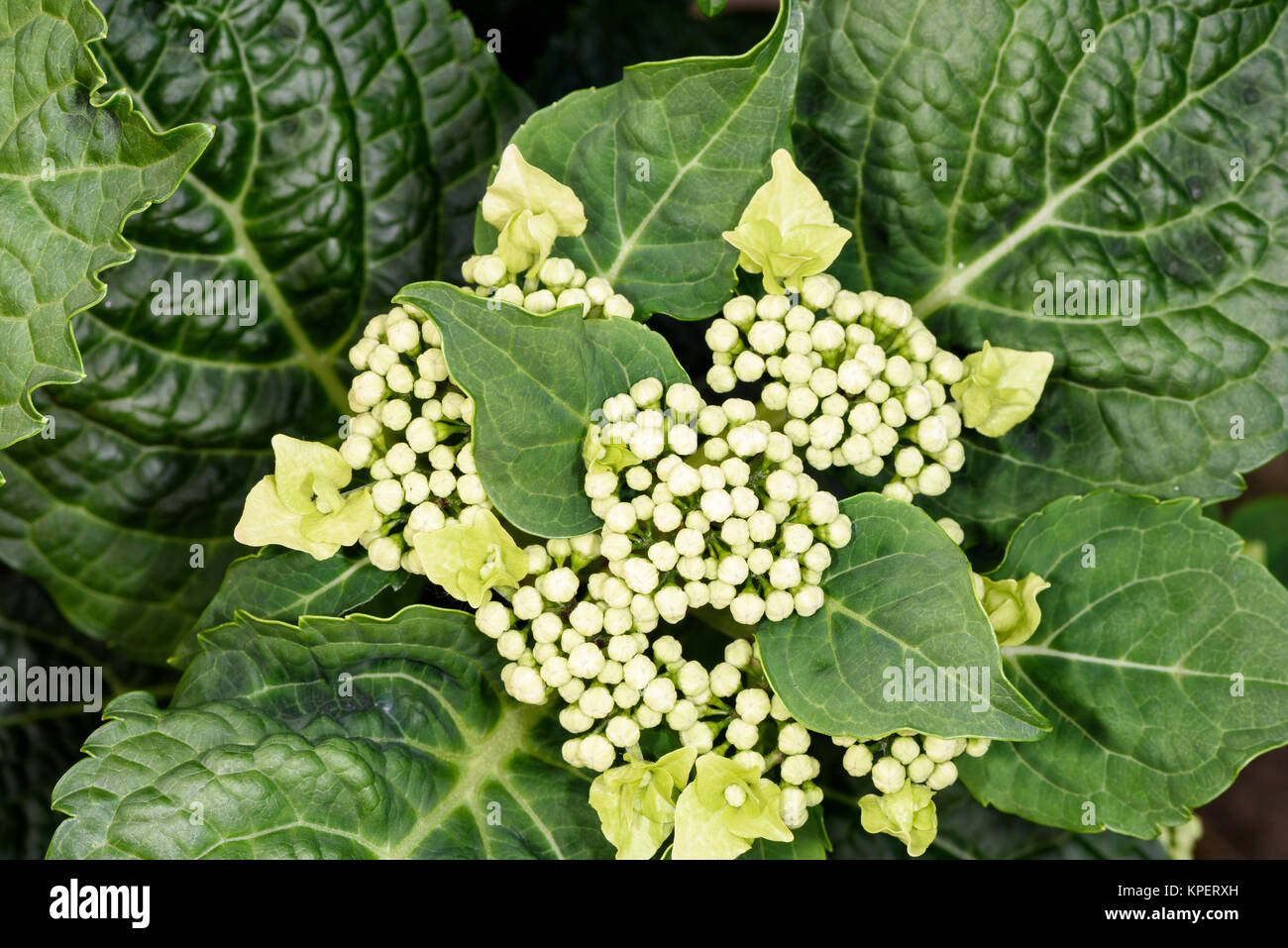 Top down view on hydrangea with white, still closed blossoms Stock ...