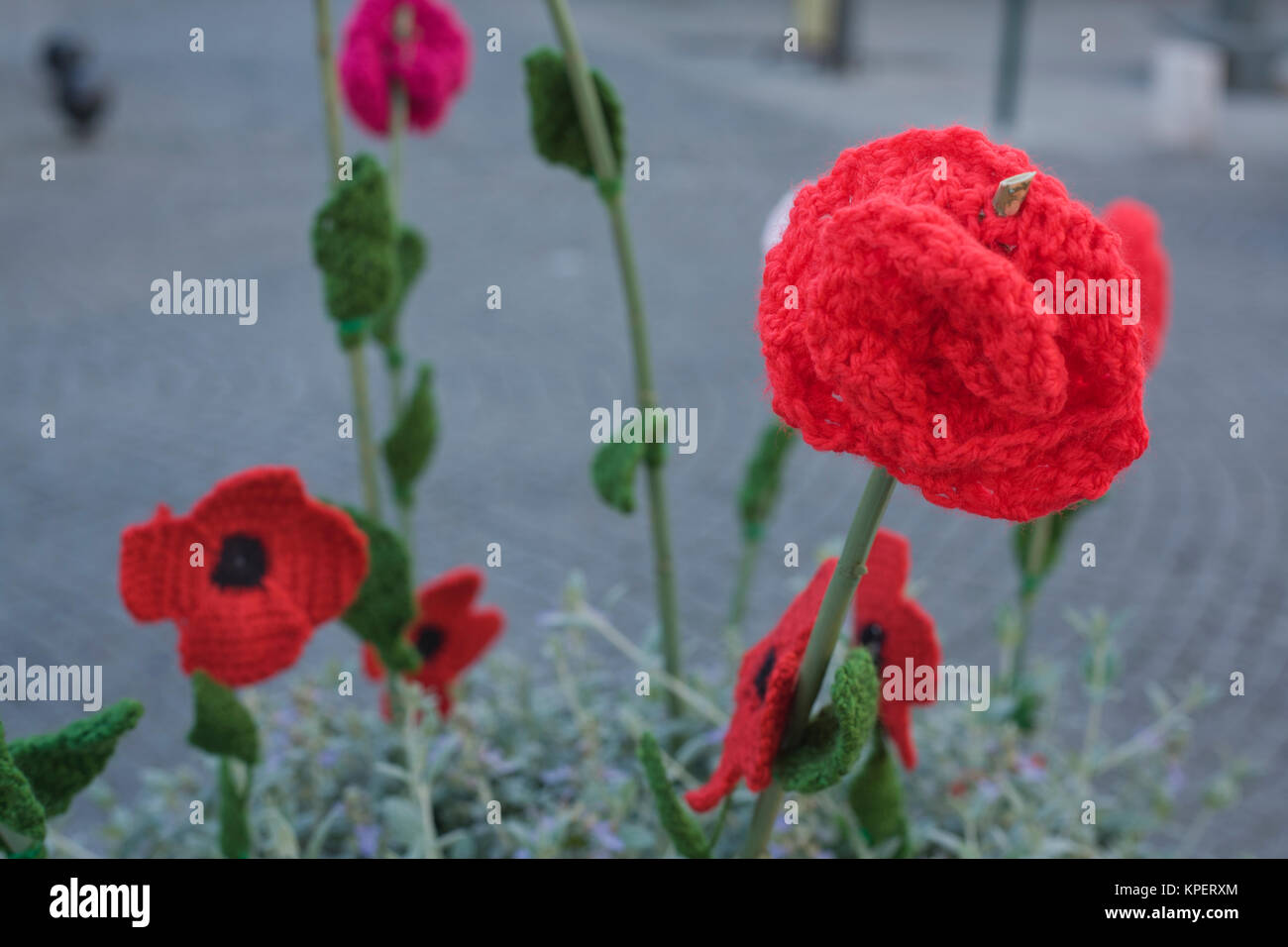 Crocheted poppy hi-res stock photography and images - Alamy