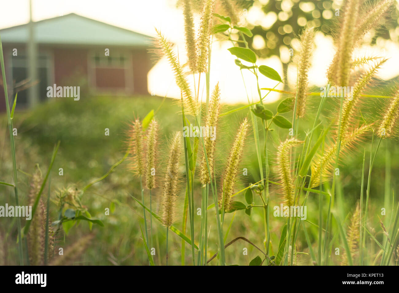 Silhouette grass field in front of home with sunlight rim light Stock ...