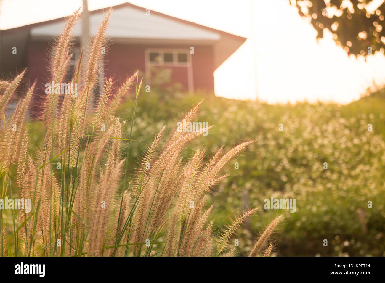 Silhouette grass field in front of home with sunlight rim light Stock ...