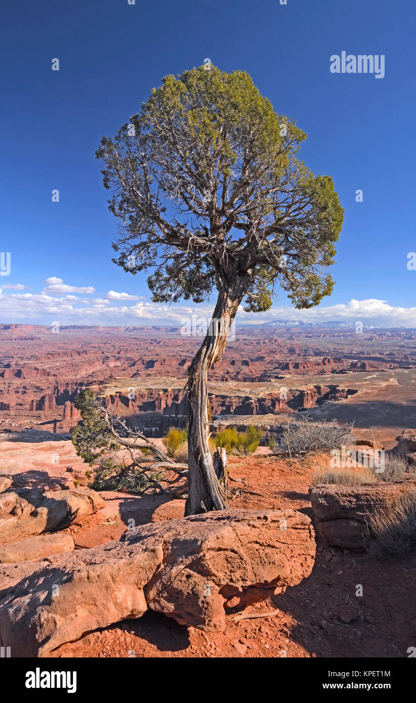 Lone Tree on a Canyon Rim Stock Photo - Alamy