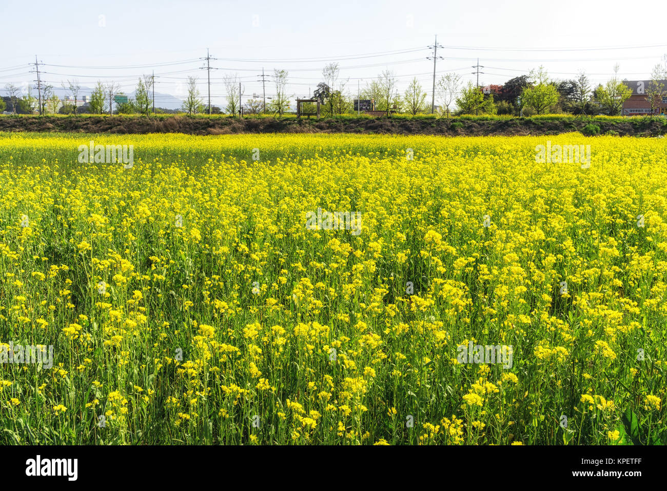 Canola flowers growing by the park Stock Photo - Alamy