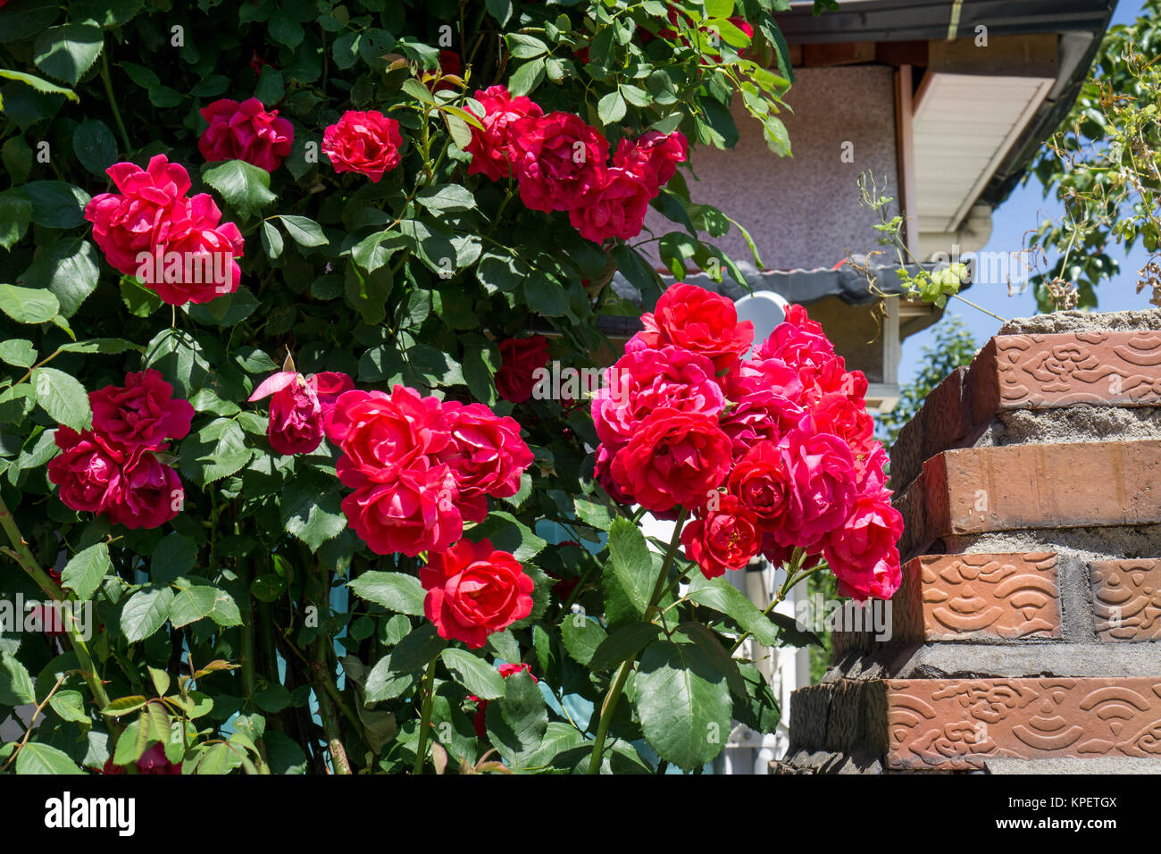 red roses hanging out Stock Photo - Alamy