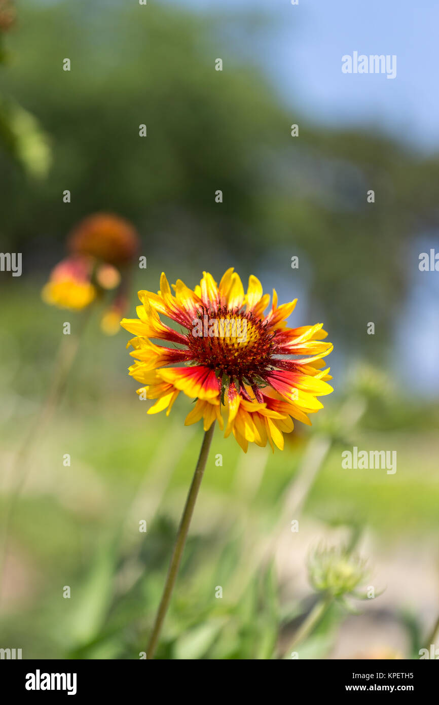 Inula britannica hi-res stock photography and images - Alamy