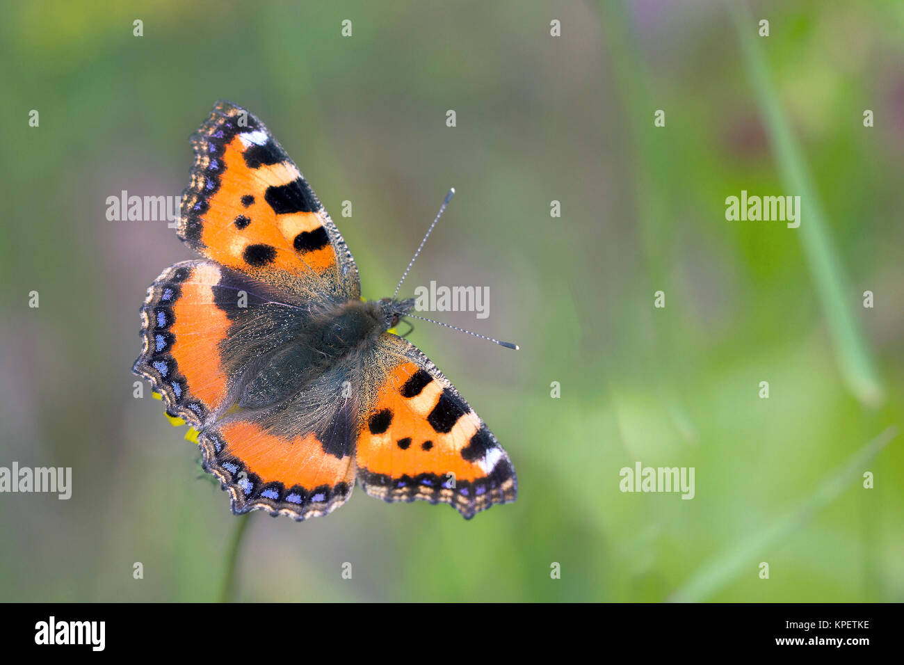 small tortoiseshell butterfly (aglais urticae Stock Photo - Alamy