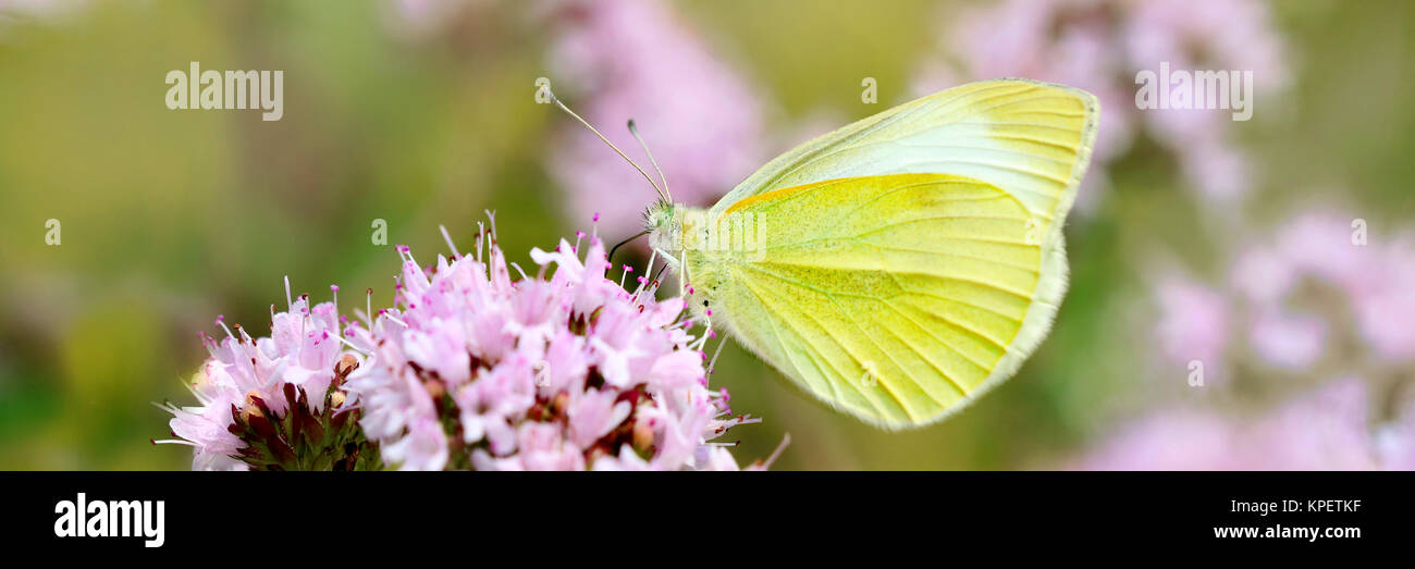 Small cabbage white on pink flower (Pieris rapae) Panorama Stock Photo ...