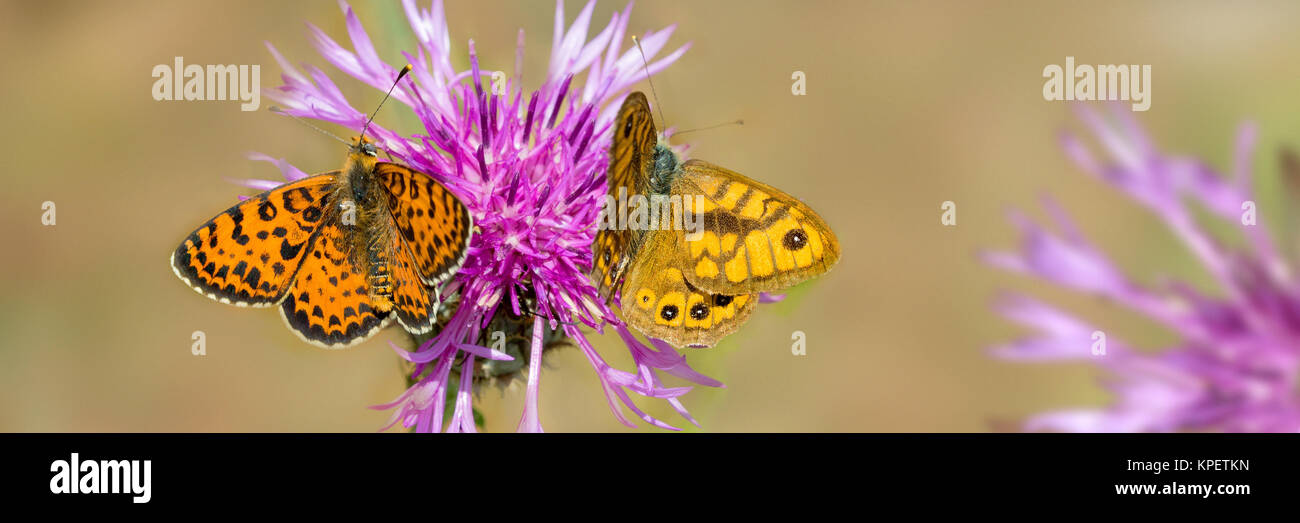red fritillary and wall brown on blossom panorama Stock Photo - Alamy