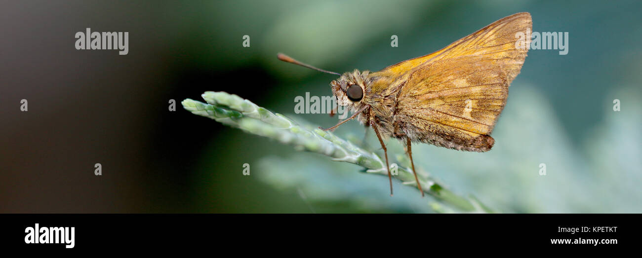 Rust-colored butterfly (Ochlodes sylvanus) Panorama Stock Photo - Alamy