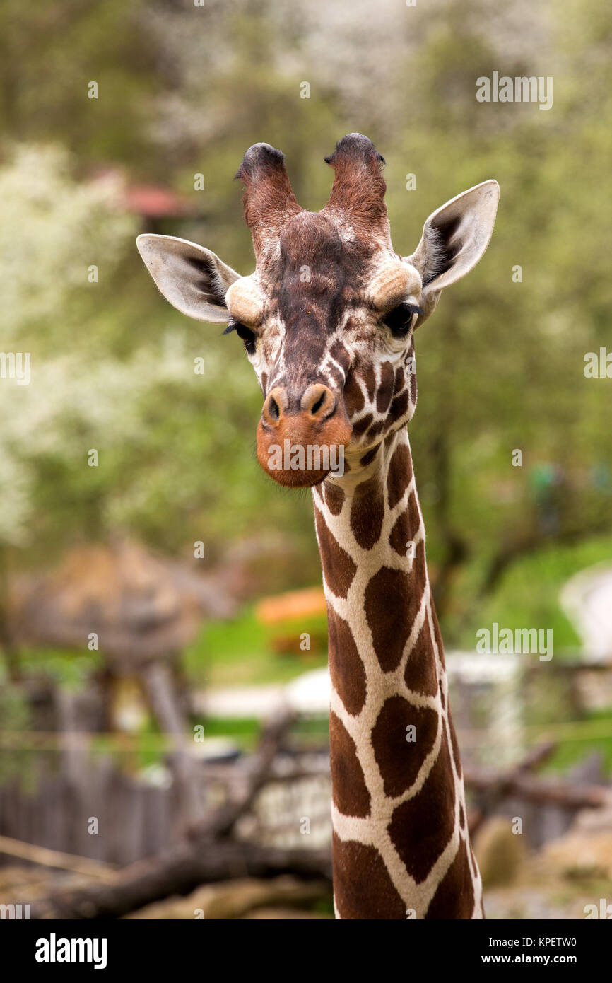 close up Giraffe portrait Stock Photo - Alamy