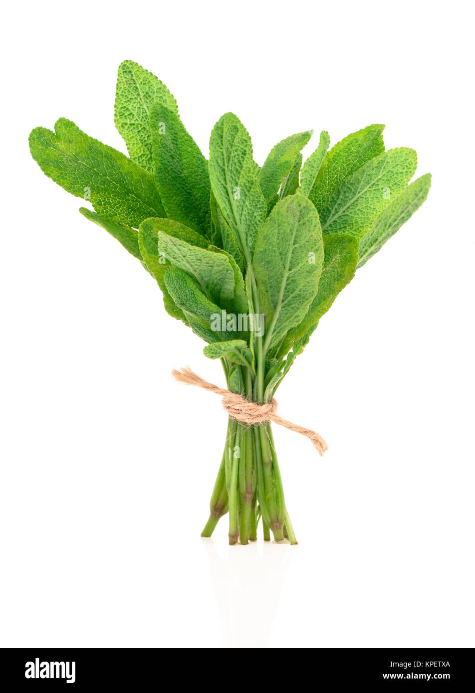 bundle of fresh green sage Stock Photo - Alamy