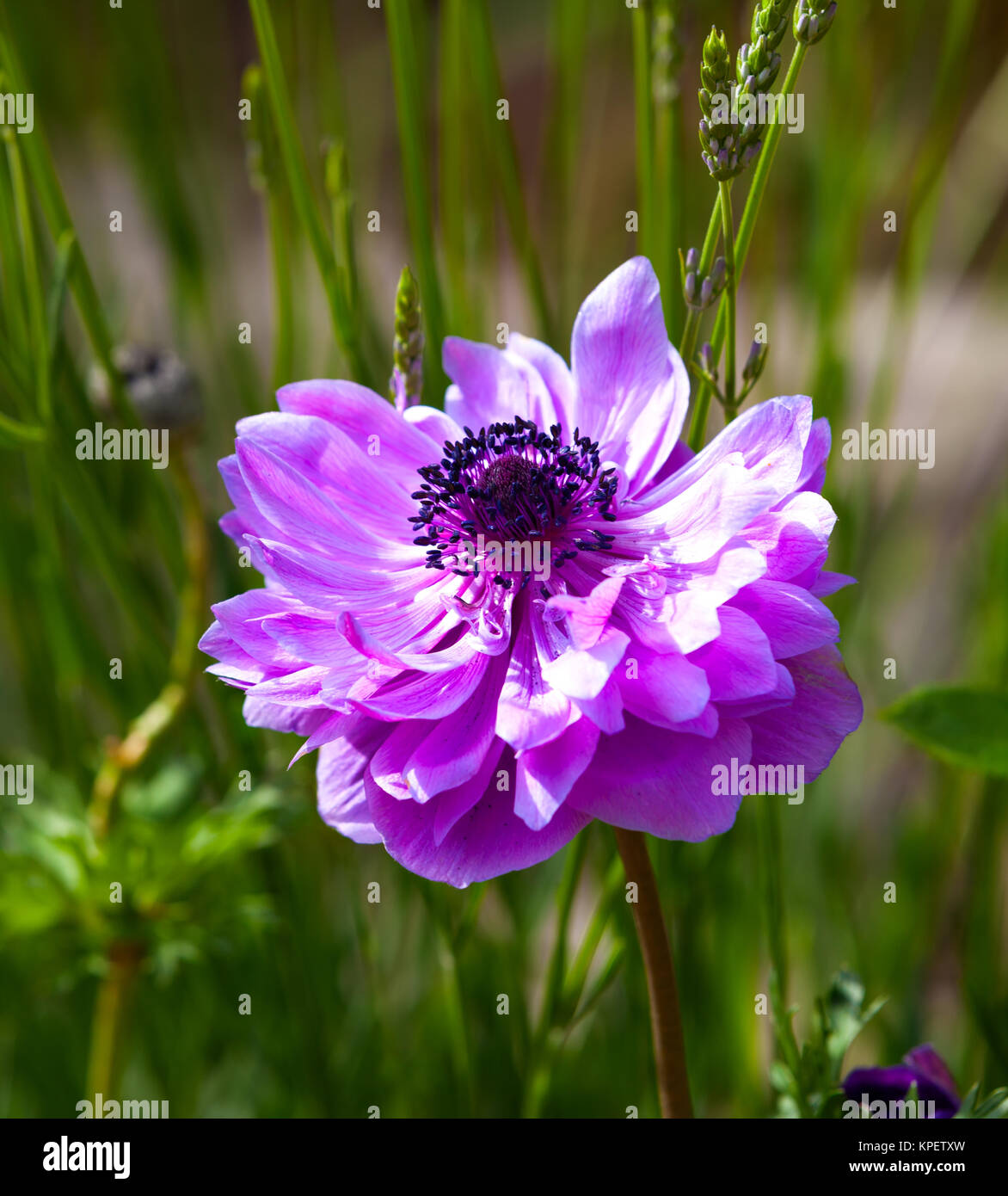 Flowering plant buttercup family hi-res stock photography and images ...