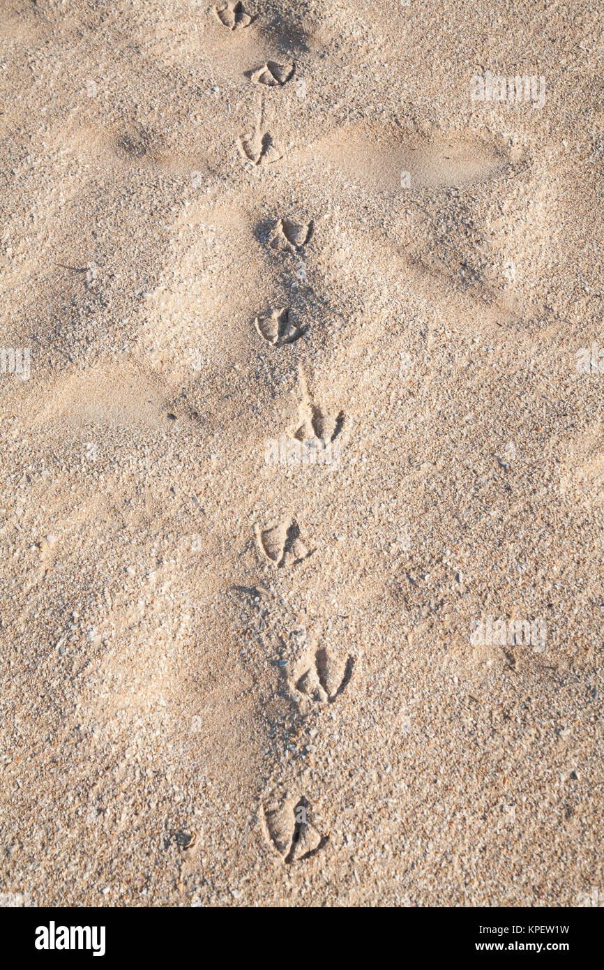 Trample feet hi-res stock photography and images - Alamy