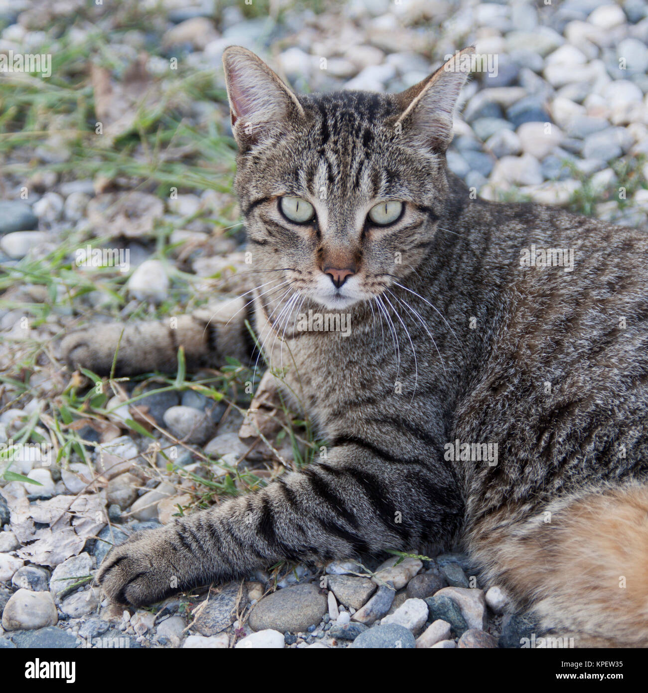 Wonderful European cat portrait Stock Photo - Alamy
