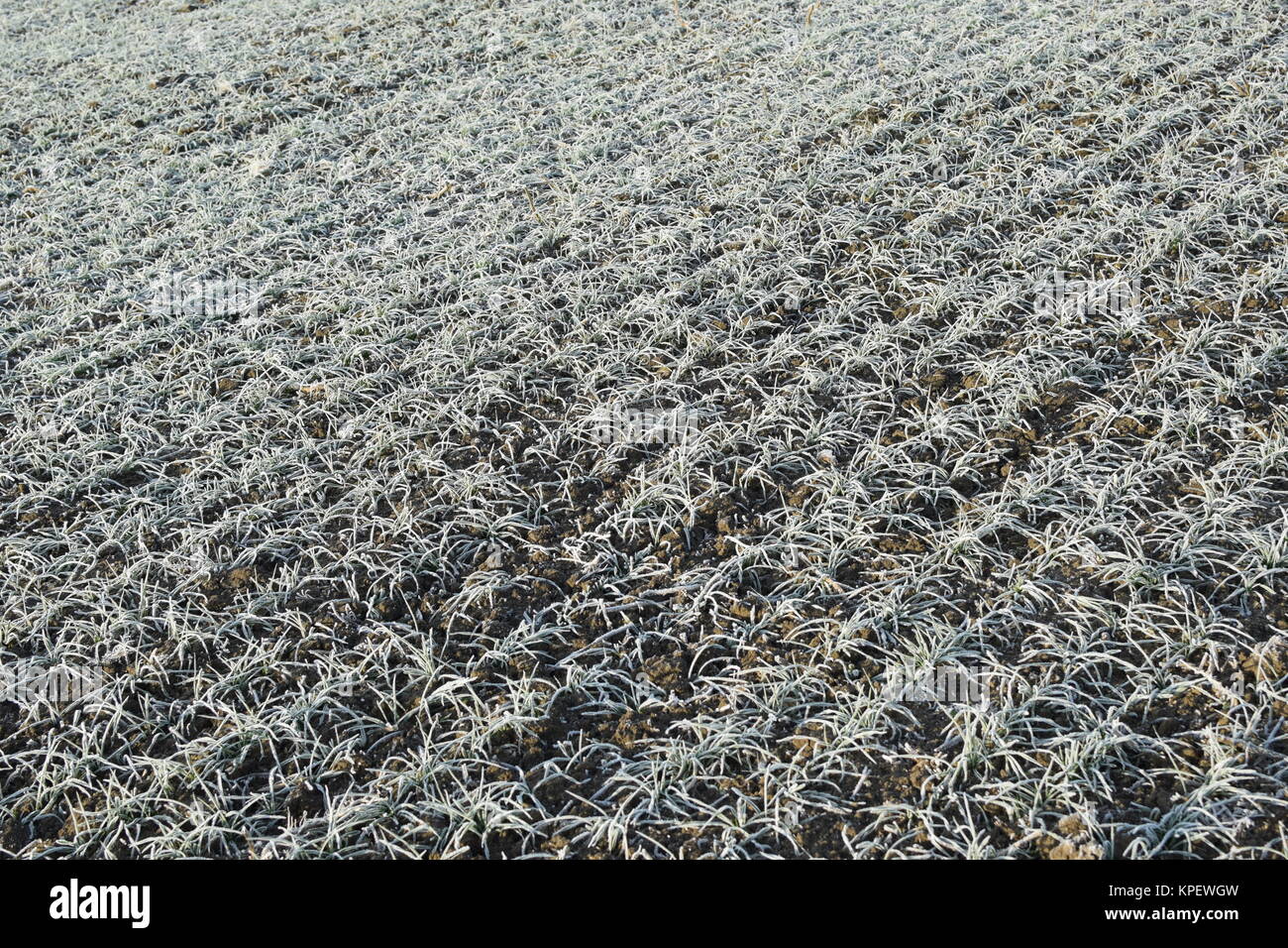 Field of winter wheat Stock Photo - Alamy