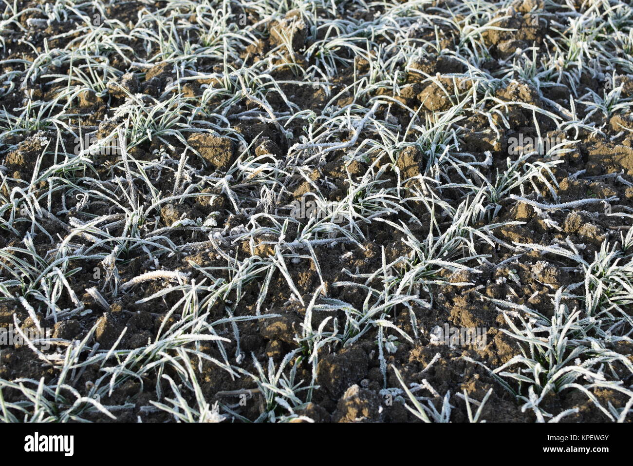 Field of winter wheat Stock Photo - Alamy