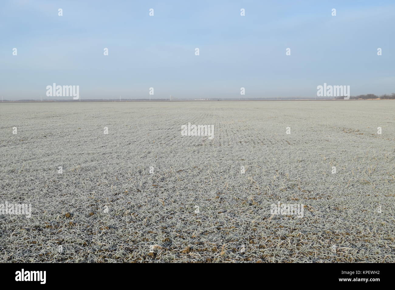 Field of winter wheat Stock Photo - Alamy