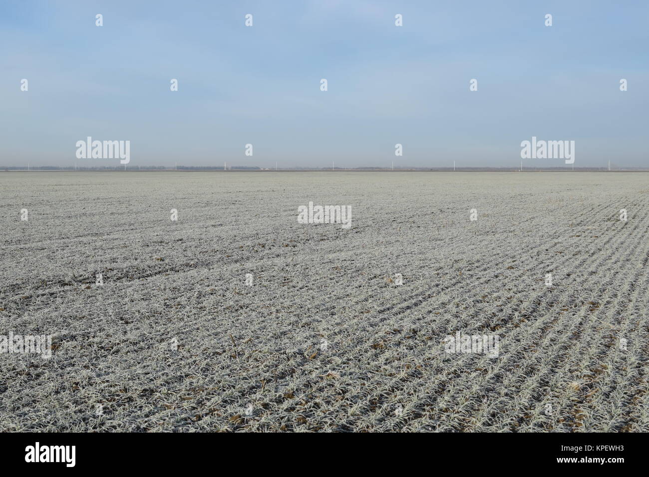 Field of winter wheat Stock Photo - Alamy
