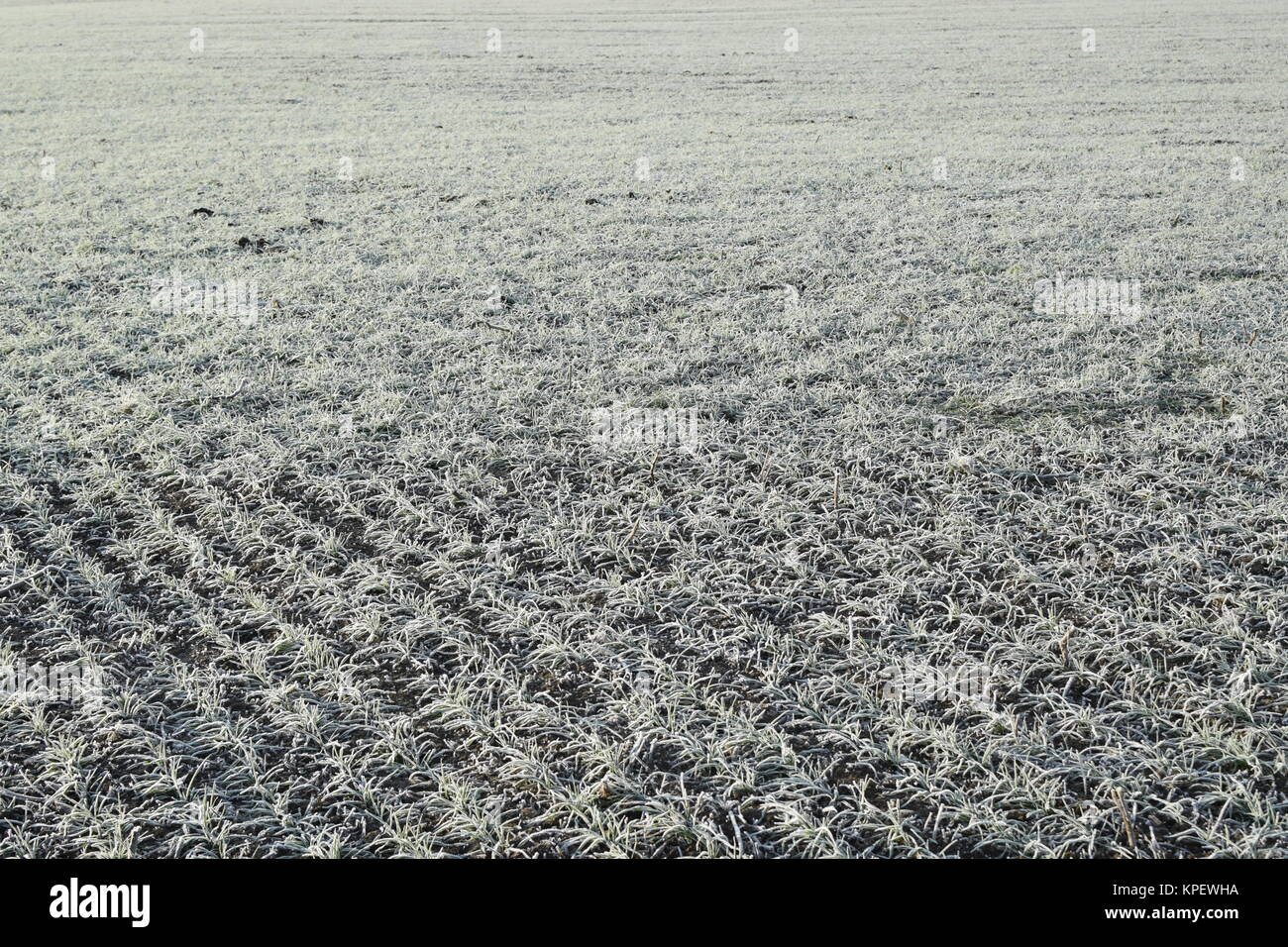 Winterfield hi-res stock photography and images - Alamy