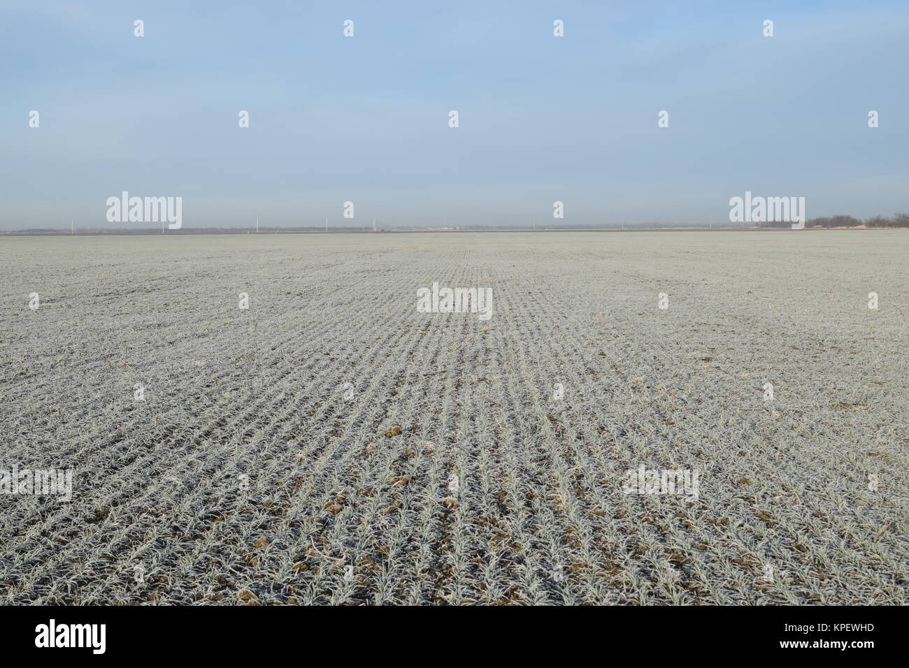 Field of winter wheat Stock Photo - Alamy