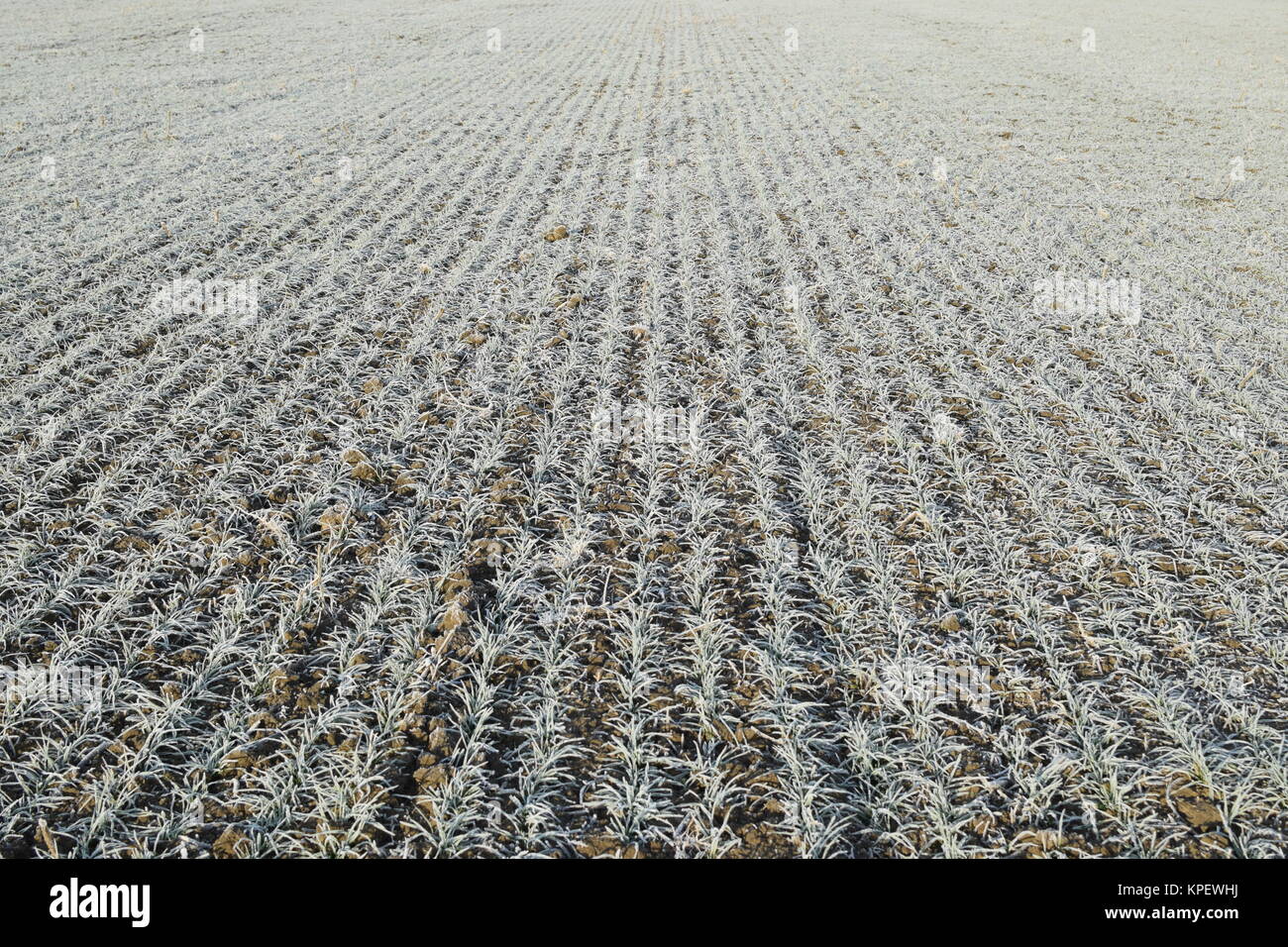 Field of winter wheat Stock Photo - Alamy