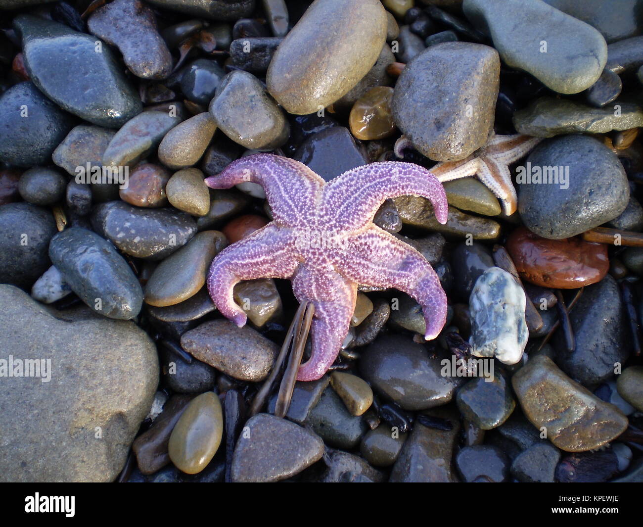 Mollusks of britain hi-res stock photography and images - Alamy