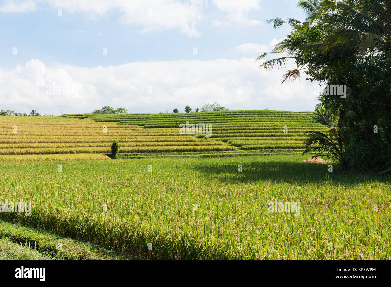 rice cultivation on bali,indonesia Stock Photo - Alamy