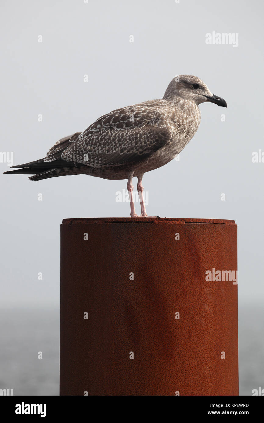 seagull in the harbor Stock Photo - Alamy