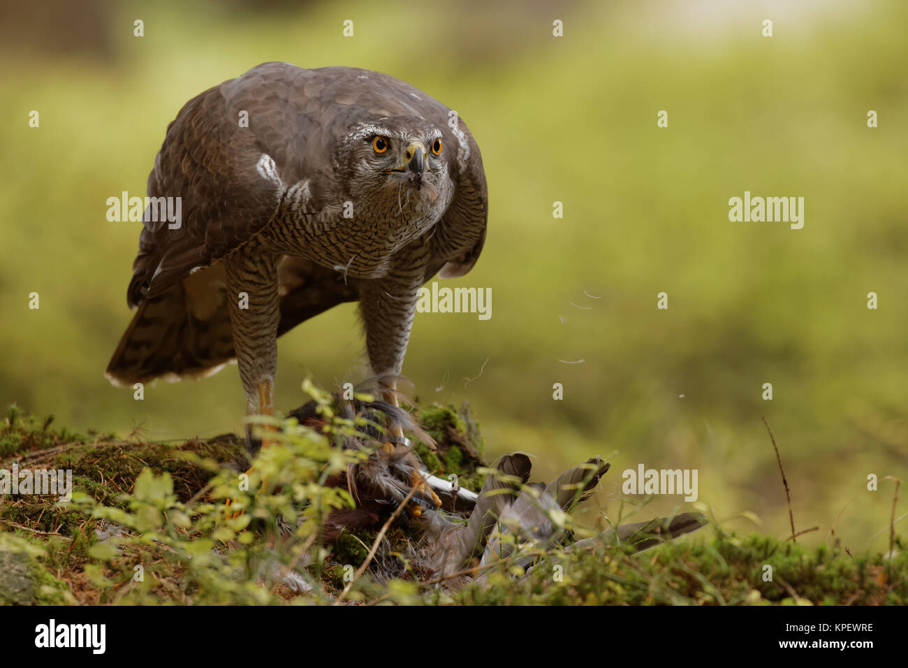 hawk to prey Stock Photo - Alamy
