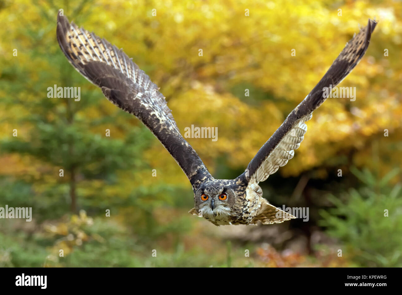 Uhu on departure Stock Photo - Alamy