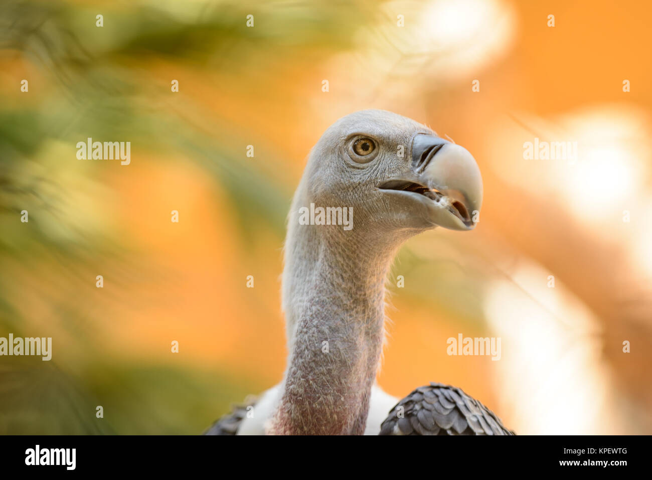 Gray vulture hi-res stock photography and images - Alamy