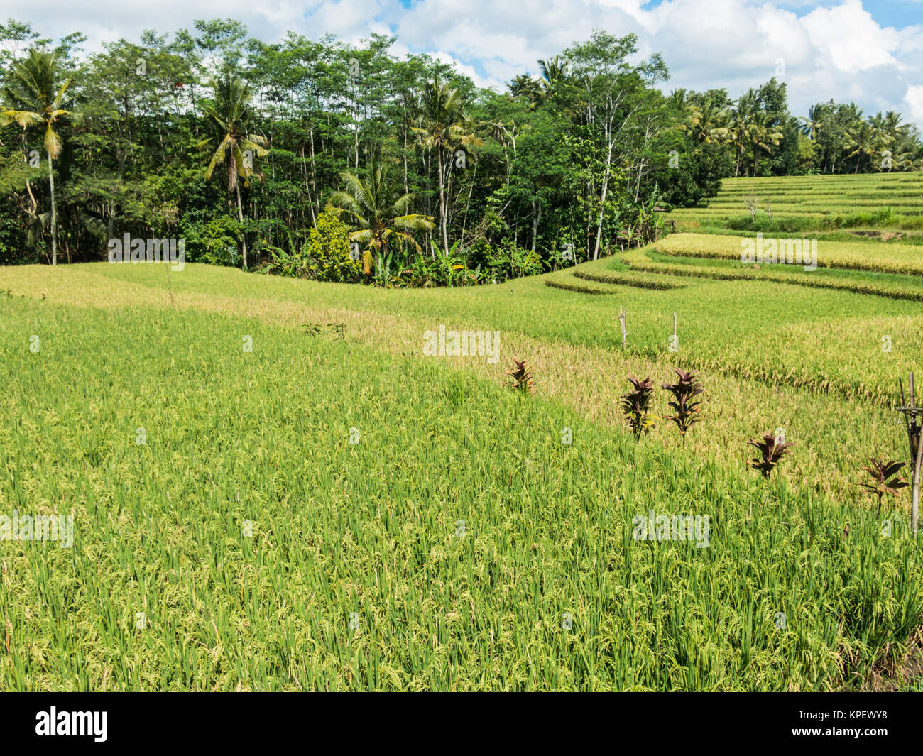 rice cultivation on bali,indonesia Stock Photo - Alamy