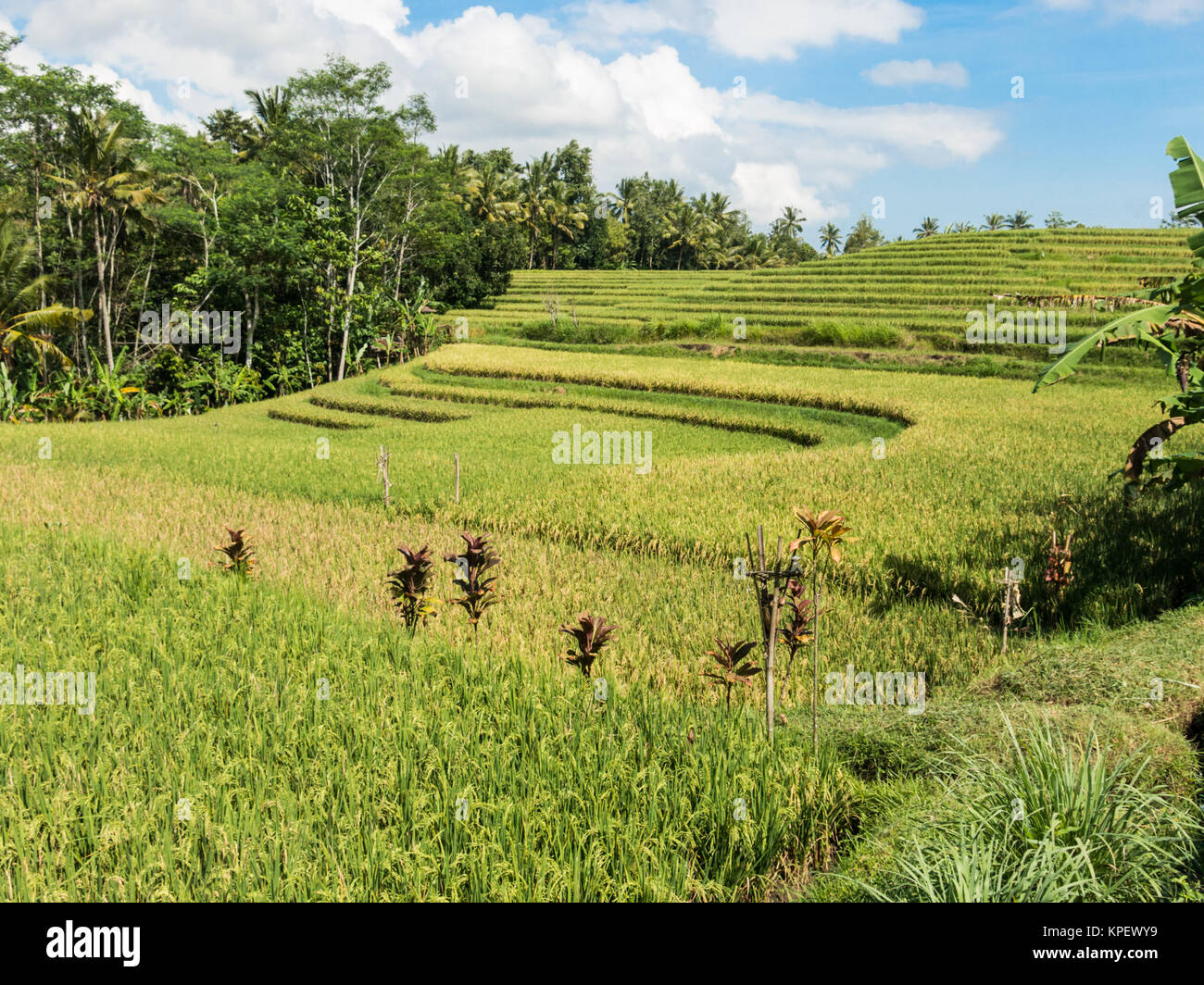 rice cultivation on bali,indonesia Stock Photo - Alamy