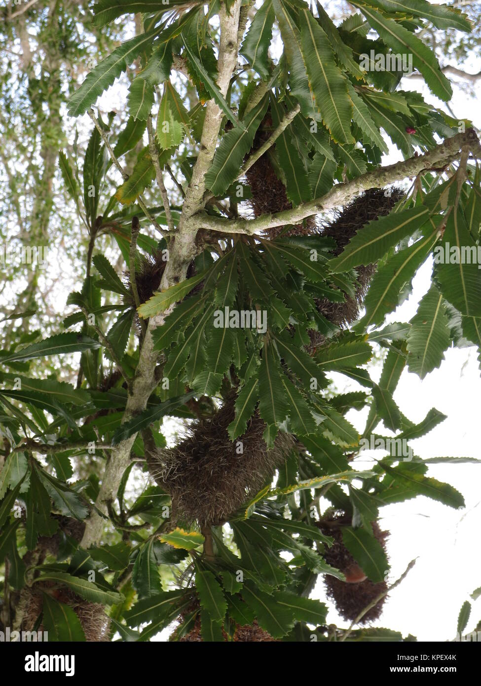 Banksia bark hi-res stock photography and images - Alamy