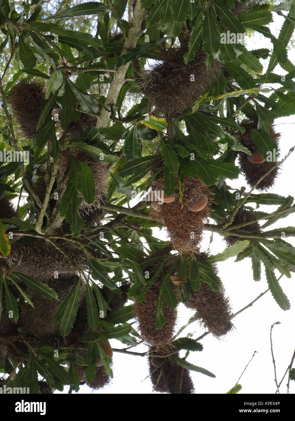 Banksia bark hi-res stock photography and images - Alamy