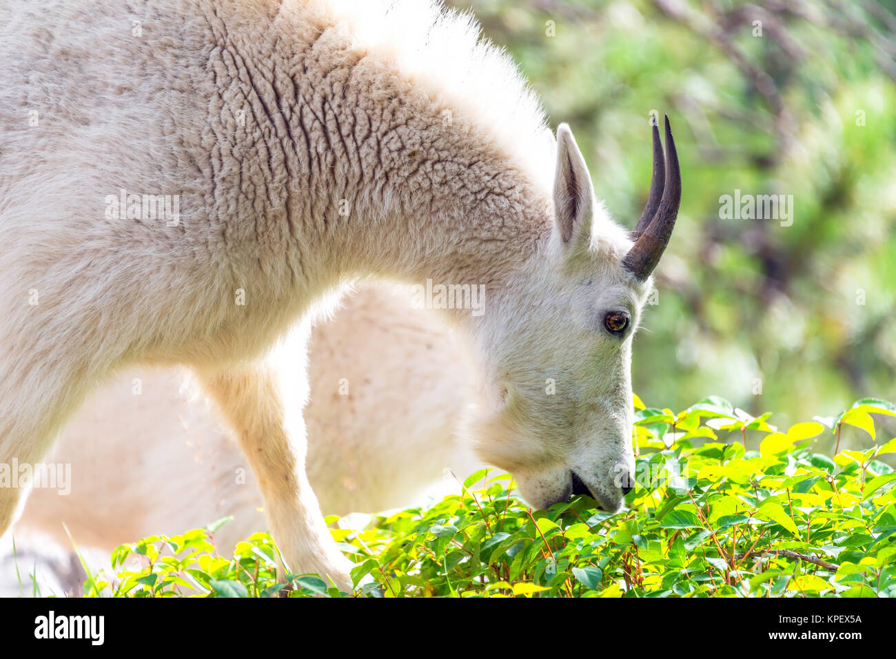 Rocky Mountain Goat Eating Stock Photo - Alamy
