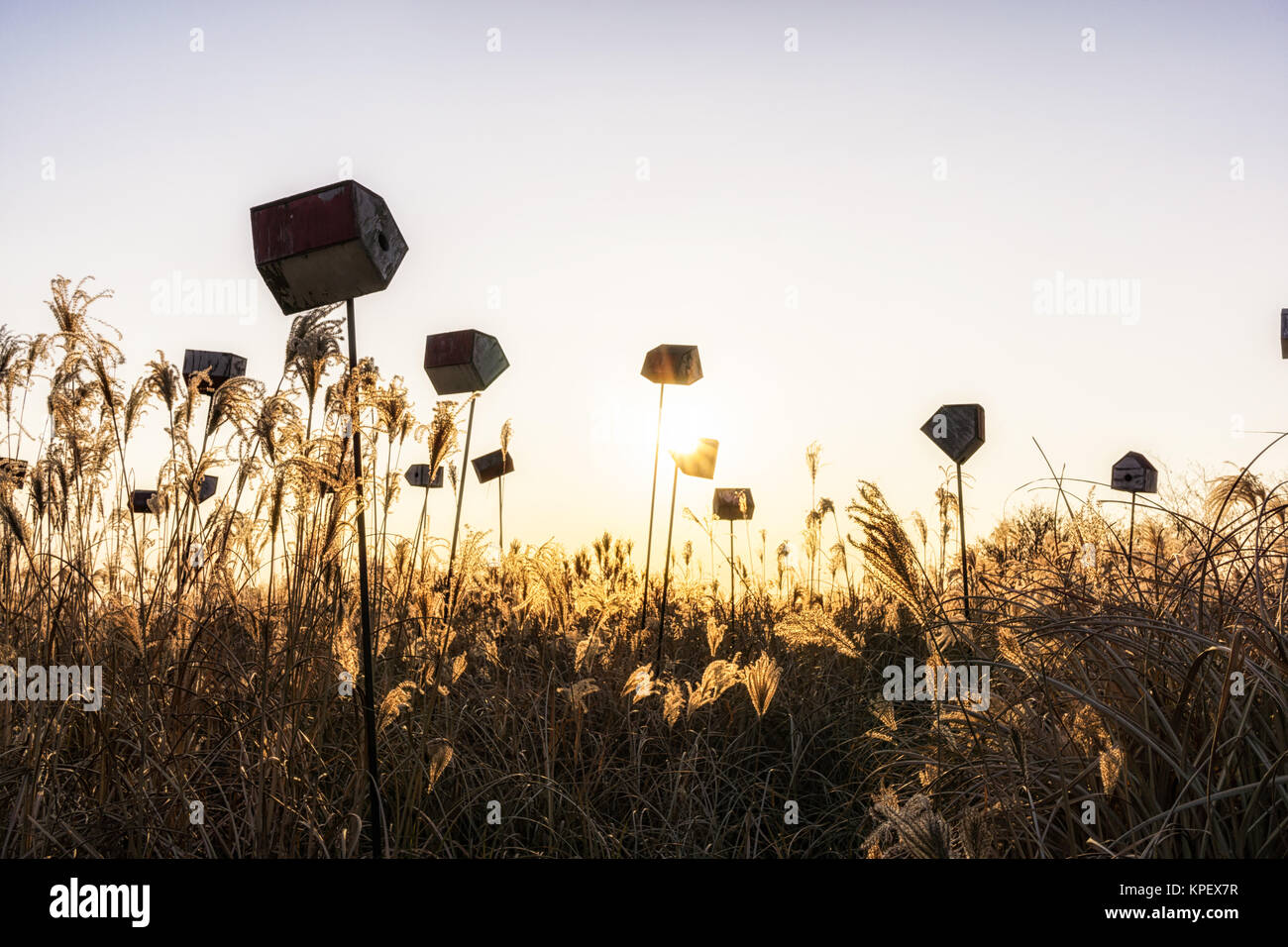 Wild reeds in haneul park Stock Photo - Alamy